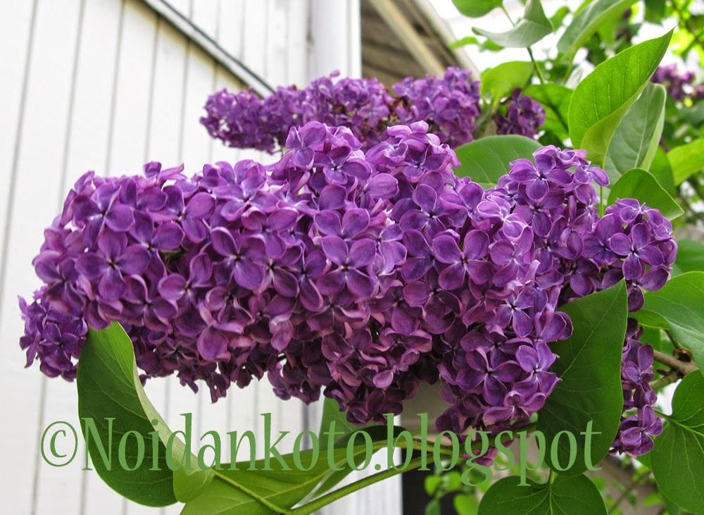 Noidankoto; Valkosipulia ja Salviaa: Syreeni (Syringa)