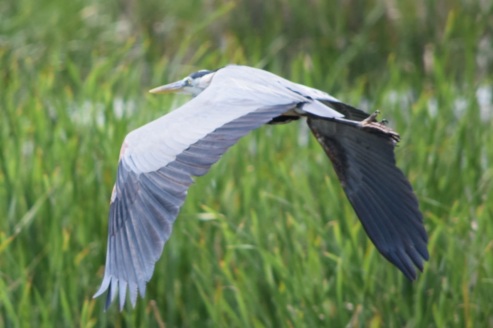 Natural Weekends - More Migratory Birds In South Texas - The Soundings