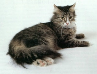 Kucing Siberian | Kucing gue