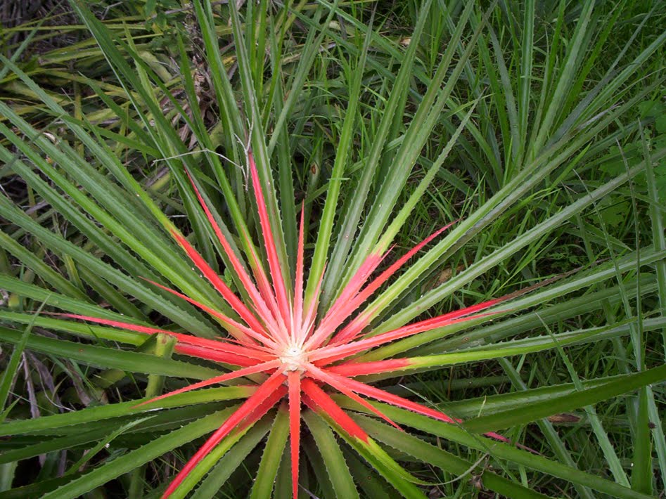FLORA DE MISIONES Argentina: Bromelia balansae Mez