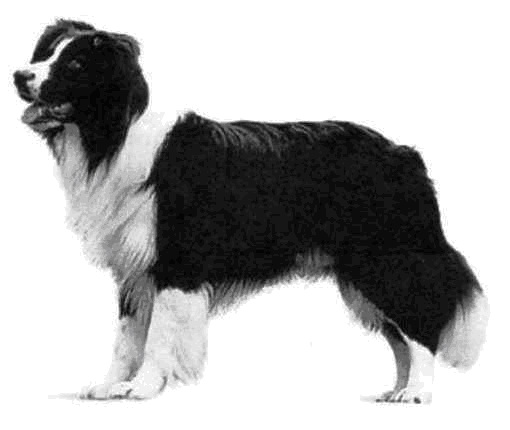 K R U H Y: Populárne druhy psov VII.