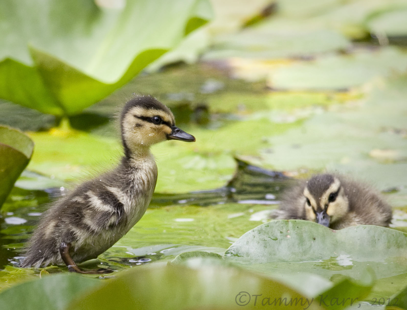 i heart florida birds: Lily Ducklings