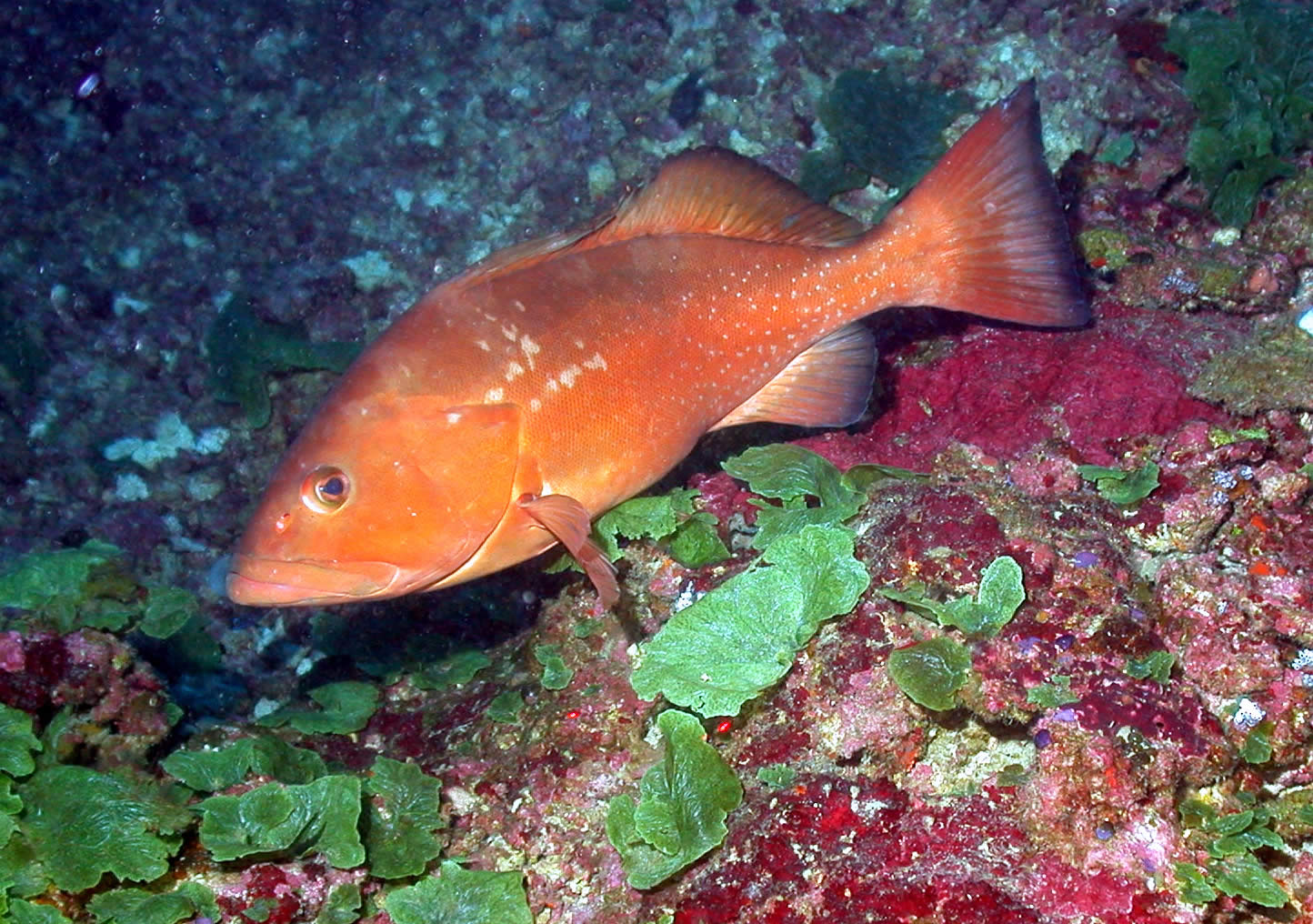 Red Grouper ~ Aquatic Animals