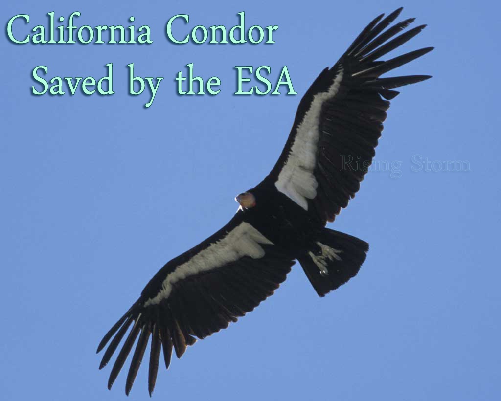 EcoUprising: TWEET SHEET: Save the Endangered Species Act!