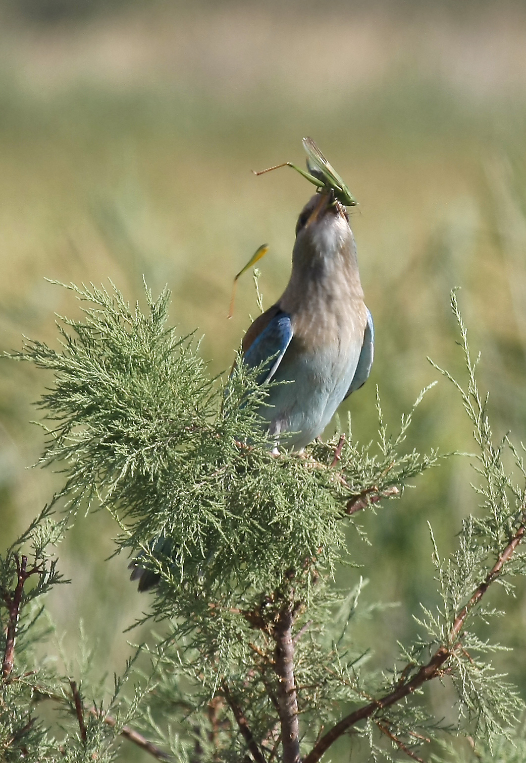 Navarra al natural: Carraca, Ave del Año 2012