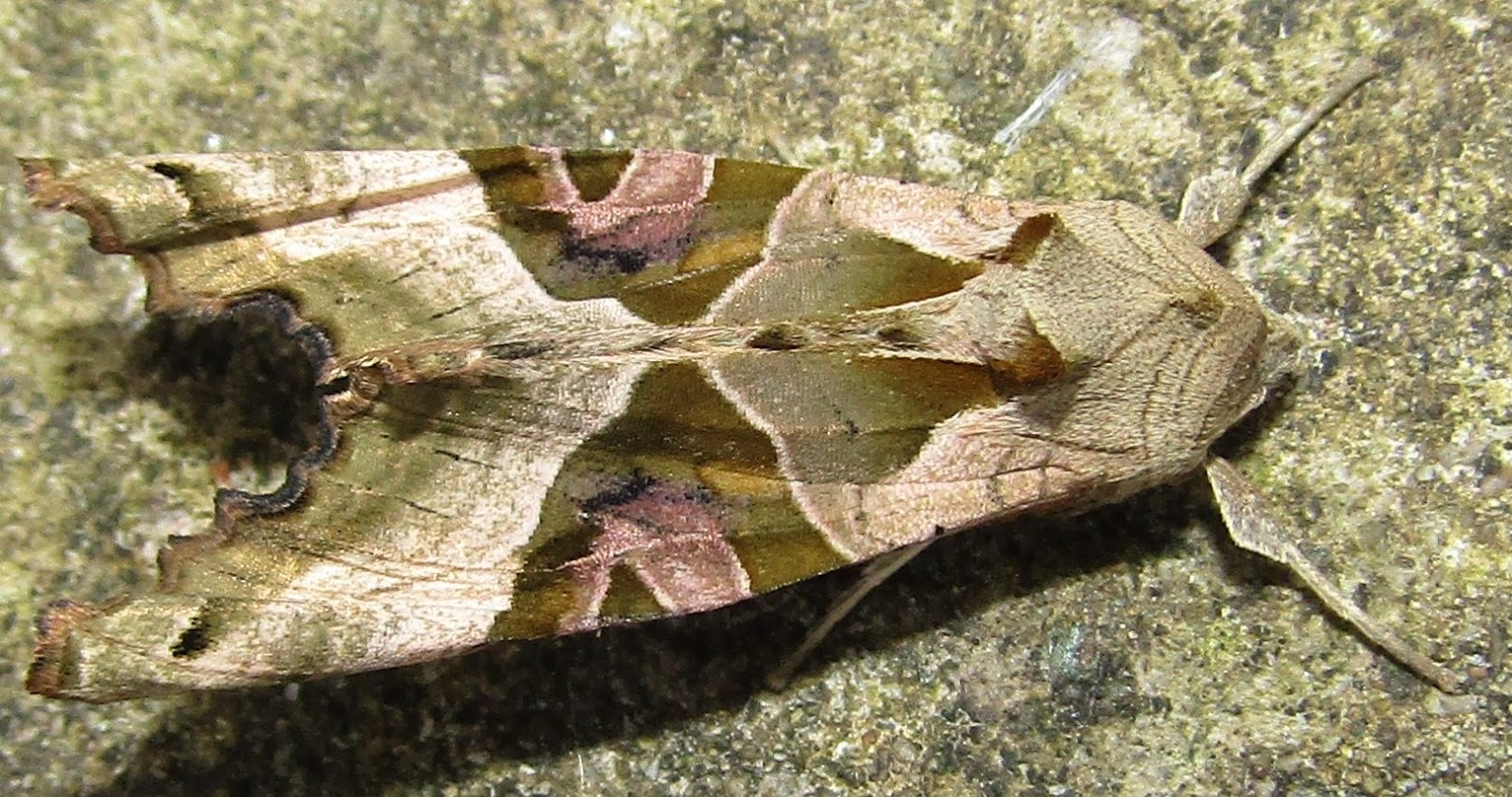 Moths are messing with your mind