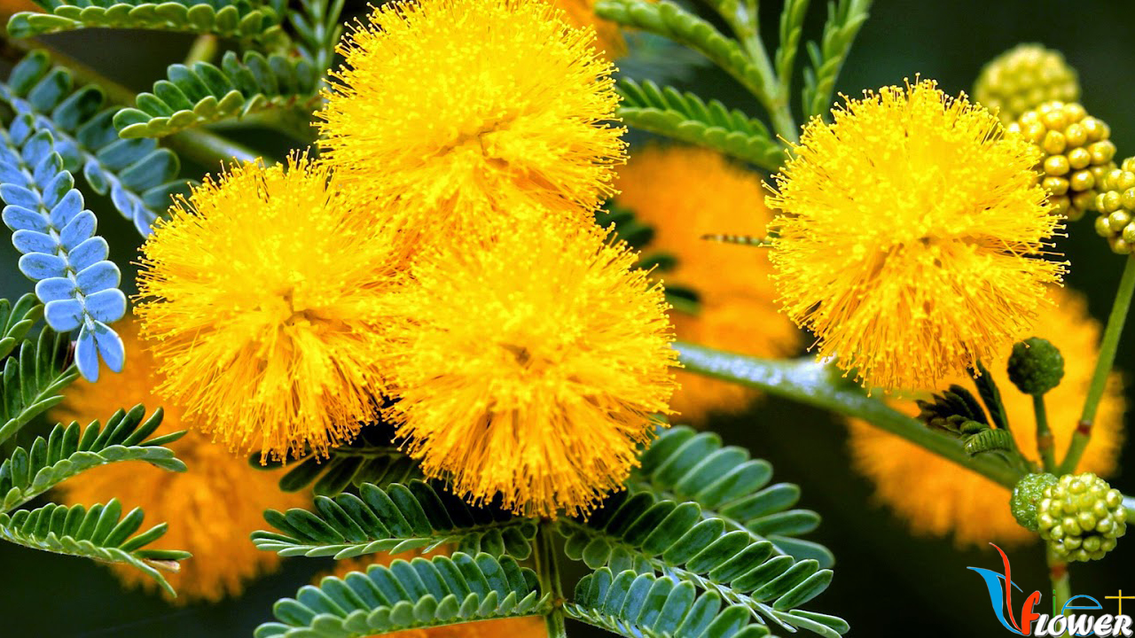 Ý nghĩa hoa Mimosa - Mimosaceae