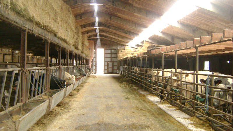 Explore. Dream. Discover.: Belgian Farm Tour