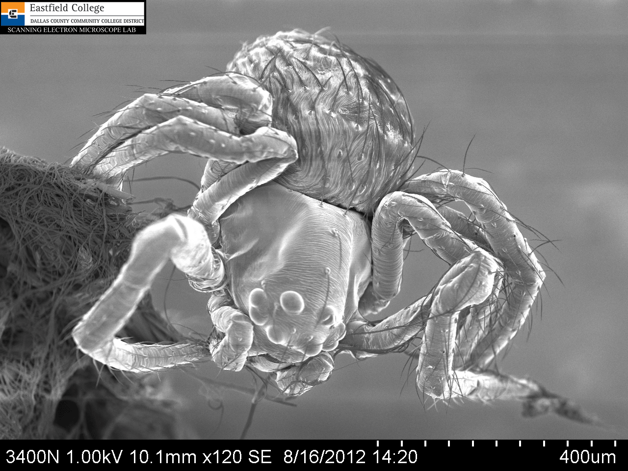 Scanning Electron Microscope Blog: Itsy Bitsy Spider - The Scanning ...