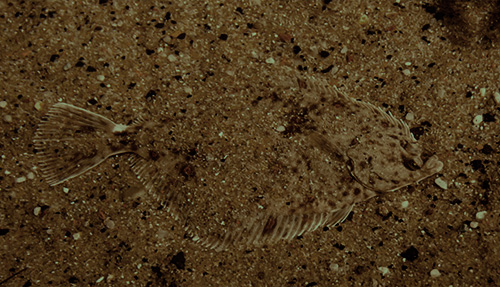 Enciclopedia de peces - Lenguado parte 1