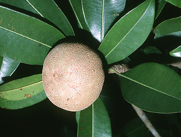 Princess Elizabeth Estate, Hillview: Factories around P.E.E (5 ...