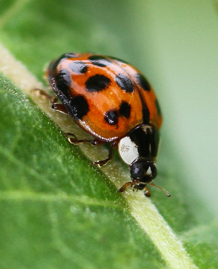 All of Nature: Aphids Making Gallons of Honeydew