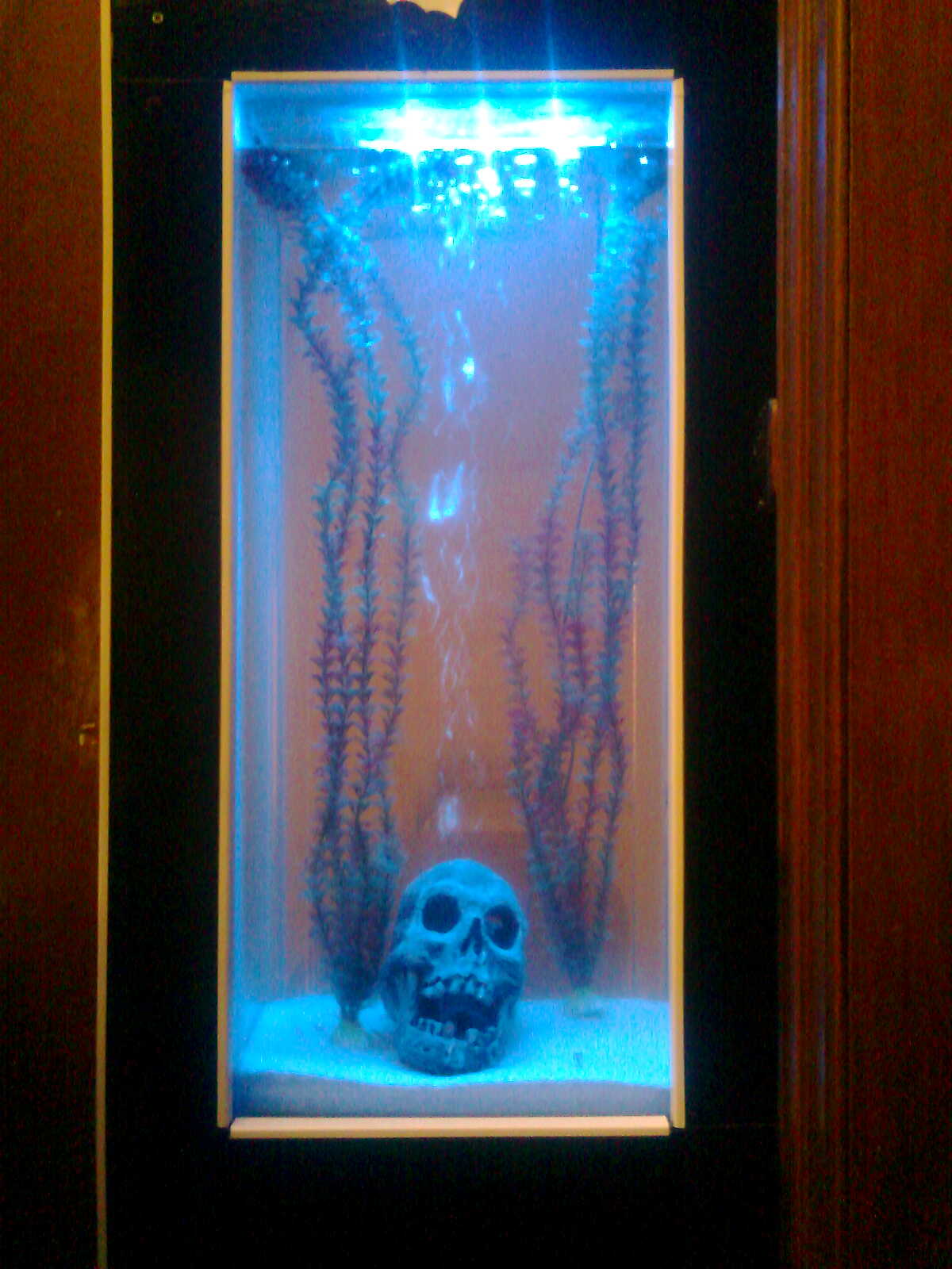 Como arma tu primer pecera