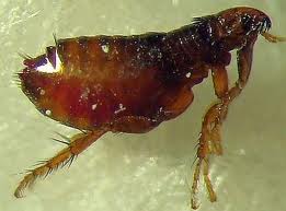 Patricia's Blog: PENJELASAN PENYAKIT PES (SAMPAR)