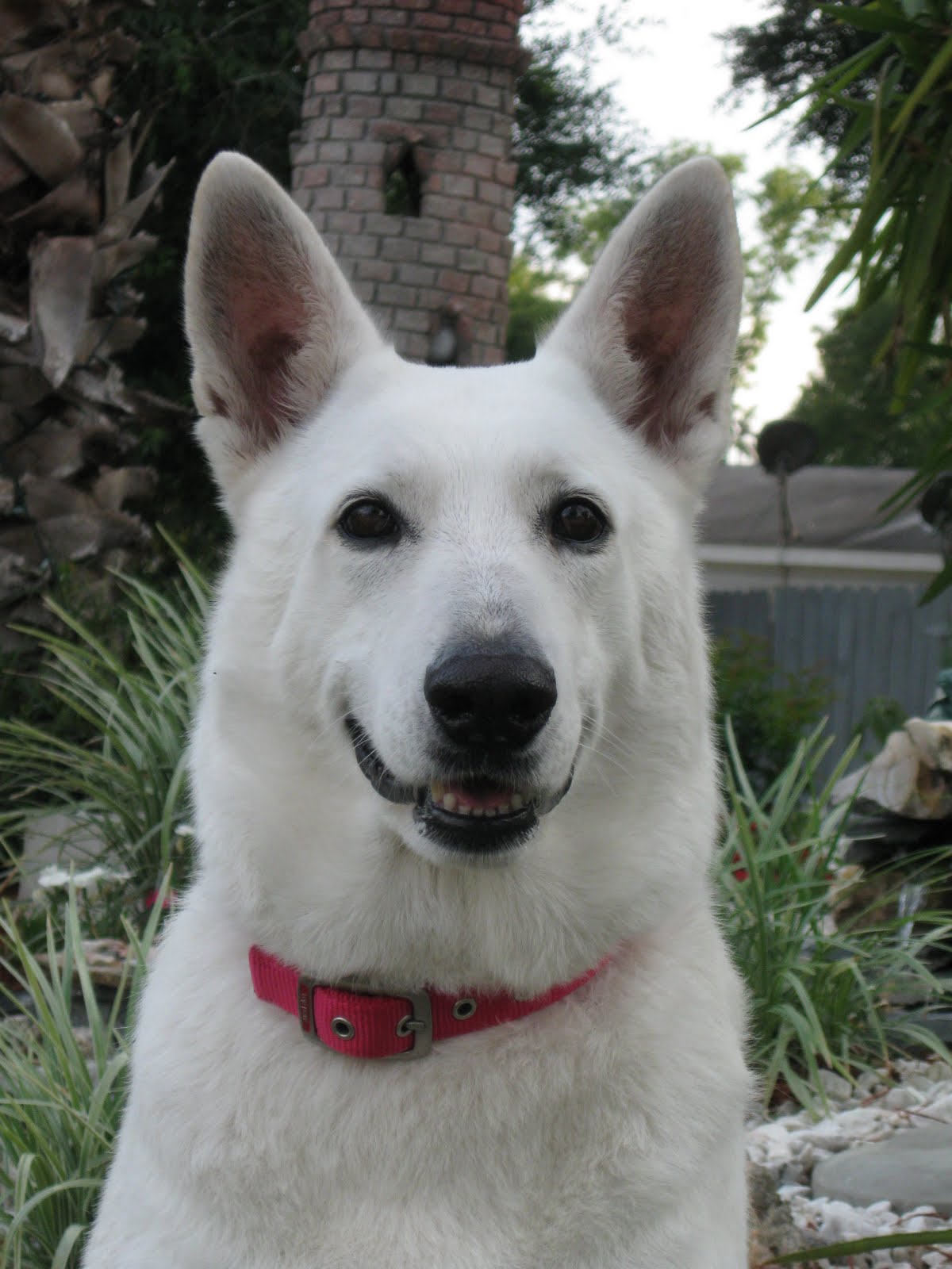 Florida White German Shepherds: Hannah