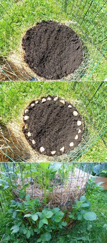 How to make a potato barrel using chicken wire - garden favorite