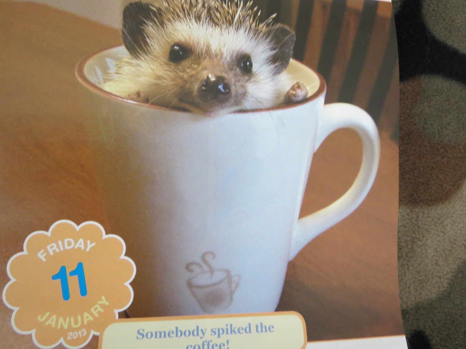 Critter Corner: Cute Overload