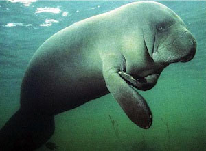 Frutos del Mar: Pez perro de mar