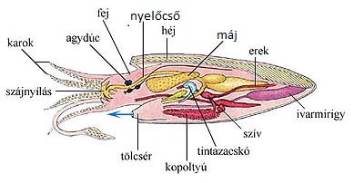 BIO-LOGIA: PUHATESTŰEK Fejlábúak (Lábasfejűek) osztálya
