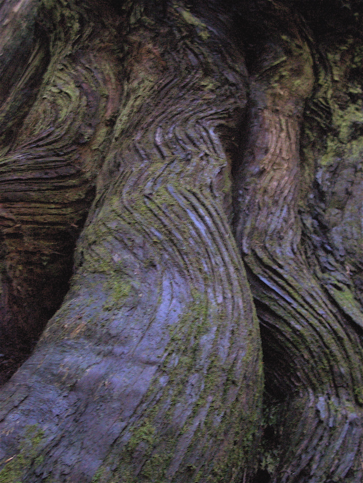 Vancouver Island Big Trees: Multi-Century Cedars: Canada's Largest ...