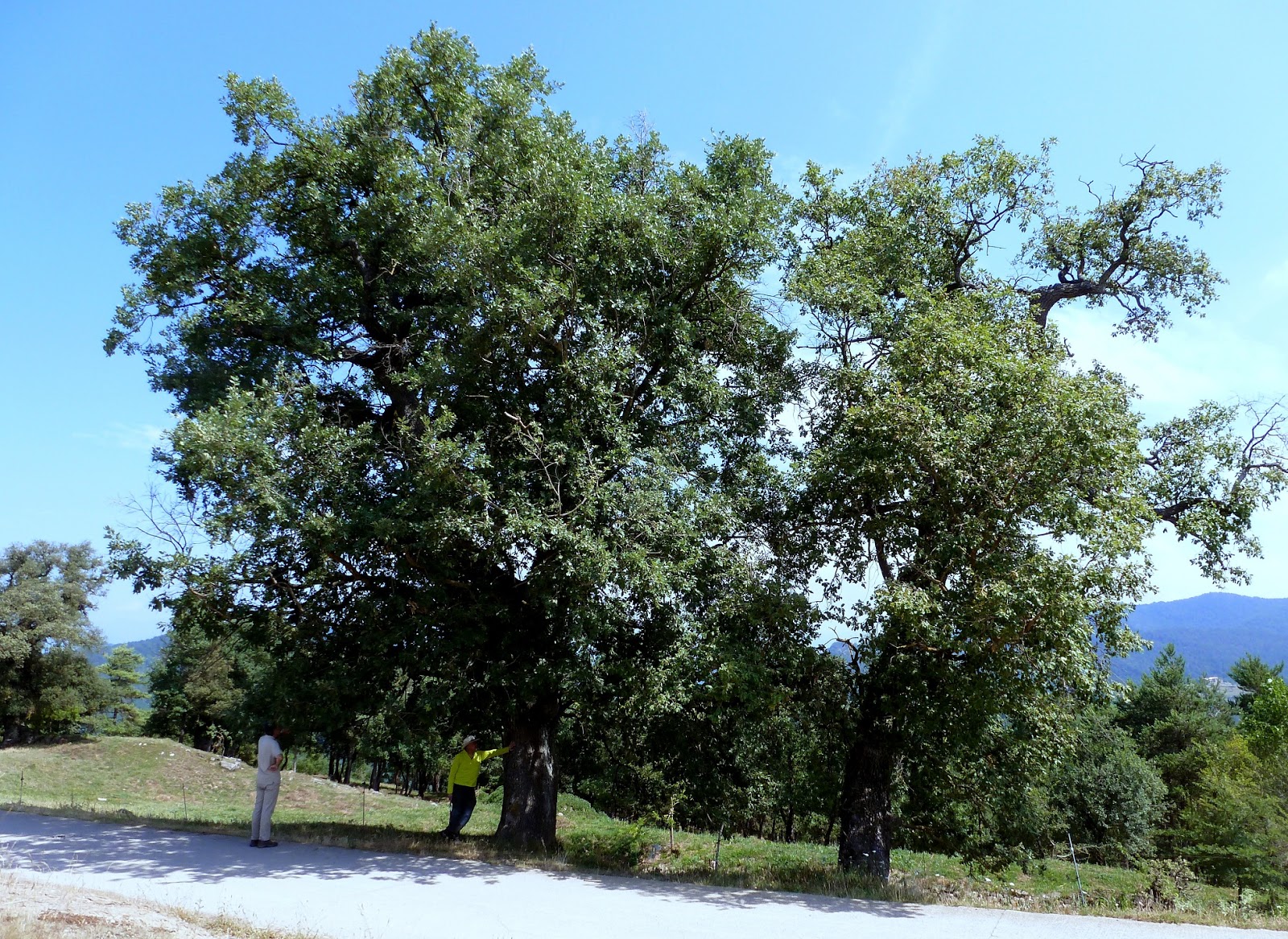 Árboles con alma: Roble pubescente. Roure Martinenc. (Quercus humilis)