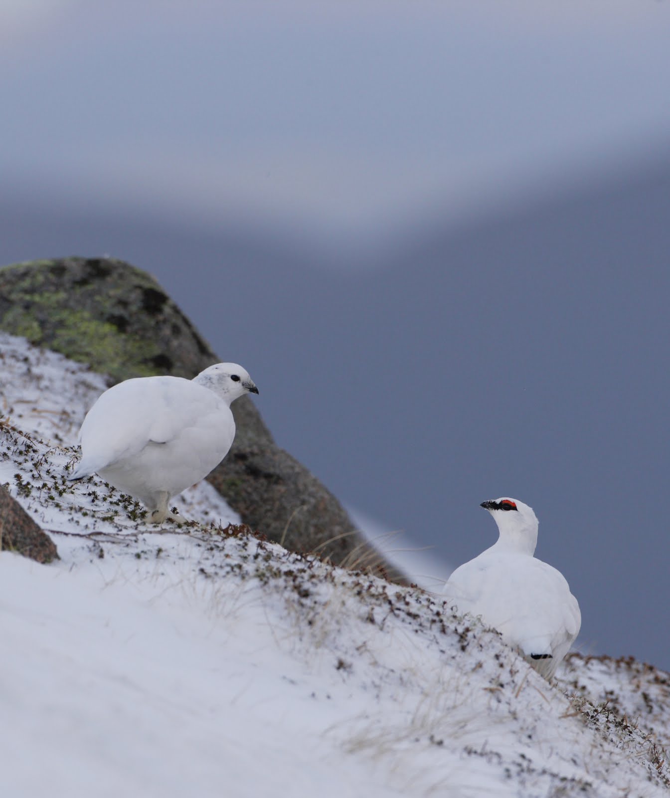 Dan's Wildlife Blog: Snow Chickens!