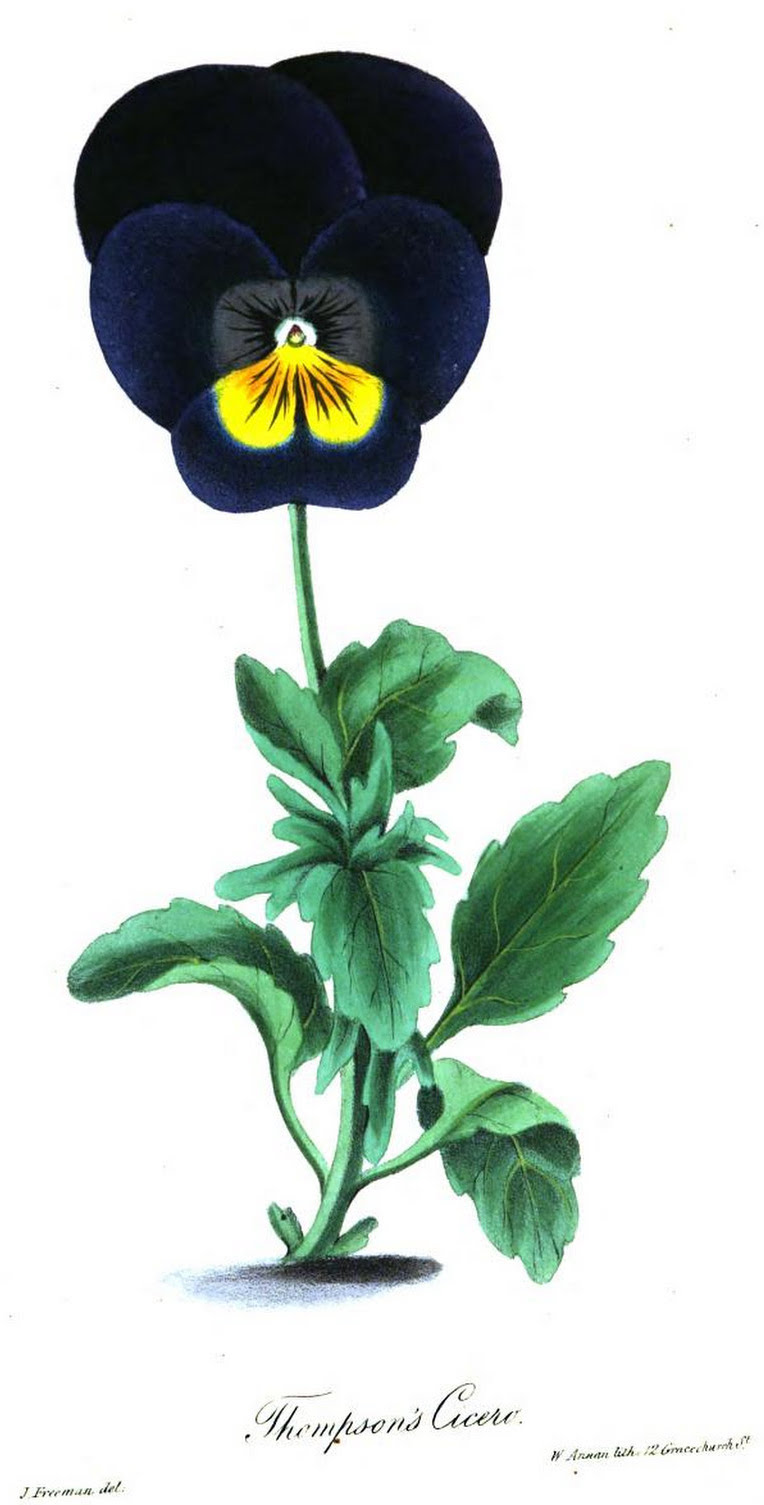 The Promise of Seeds: Magic in a Packet: 1896 - Part Two: Whittrock's ...