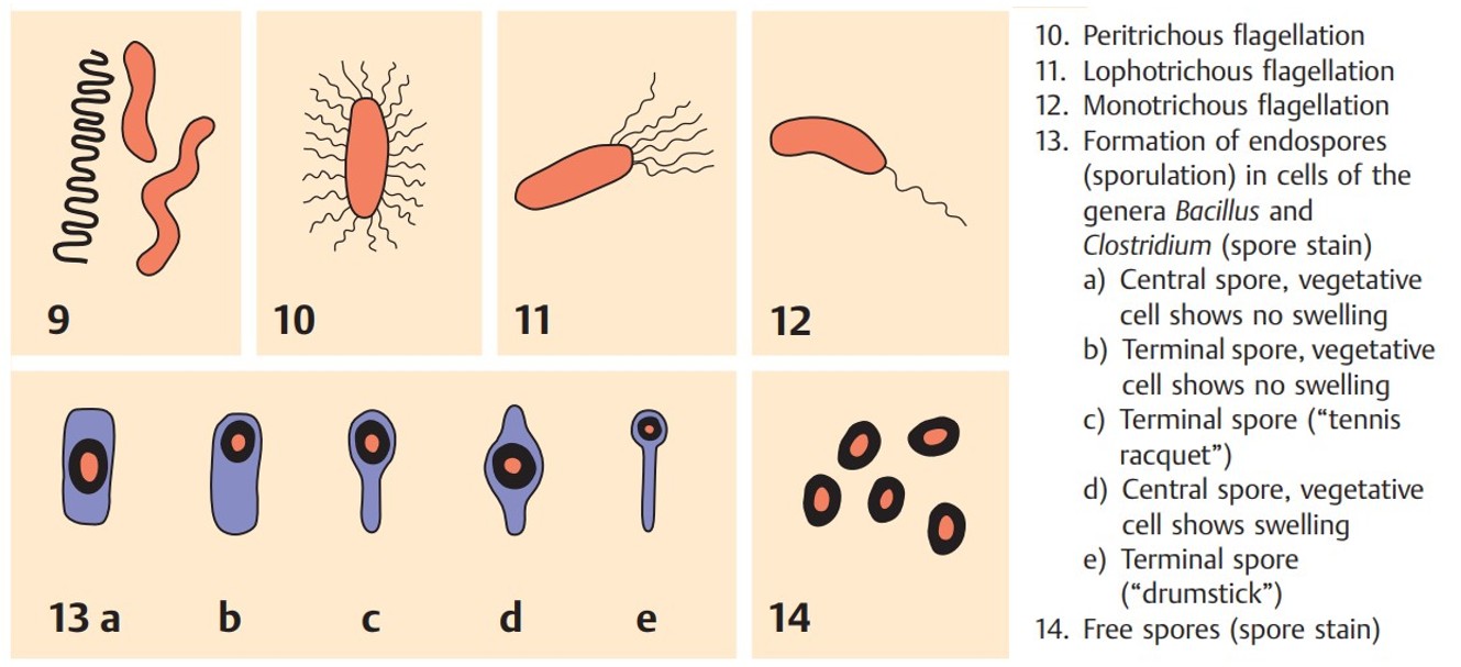 Morphologie et Formes bactériennes | BioEduc
