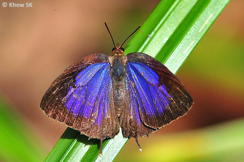 Butterflies of Singapore: Butterfly of the Month - May 2013