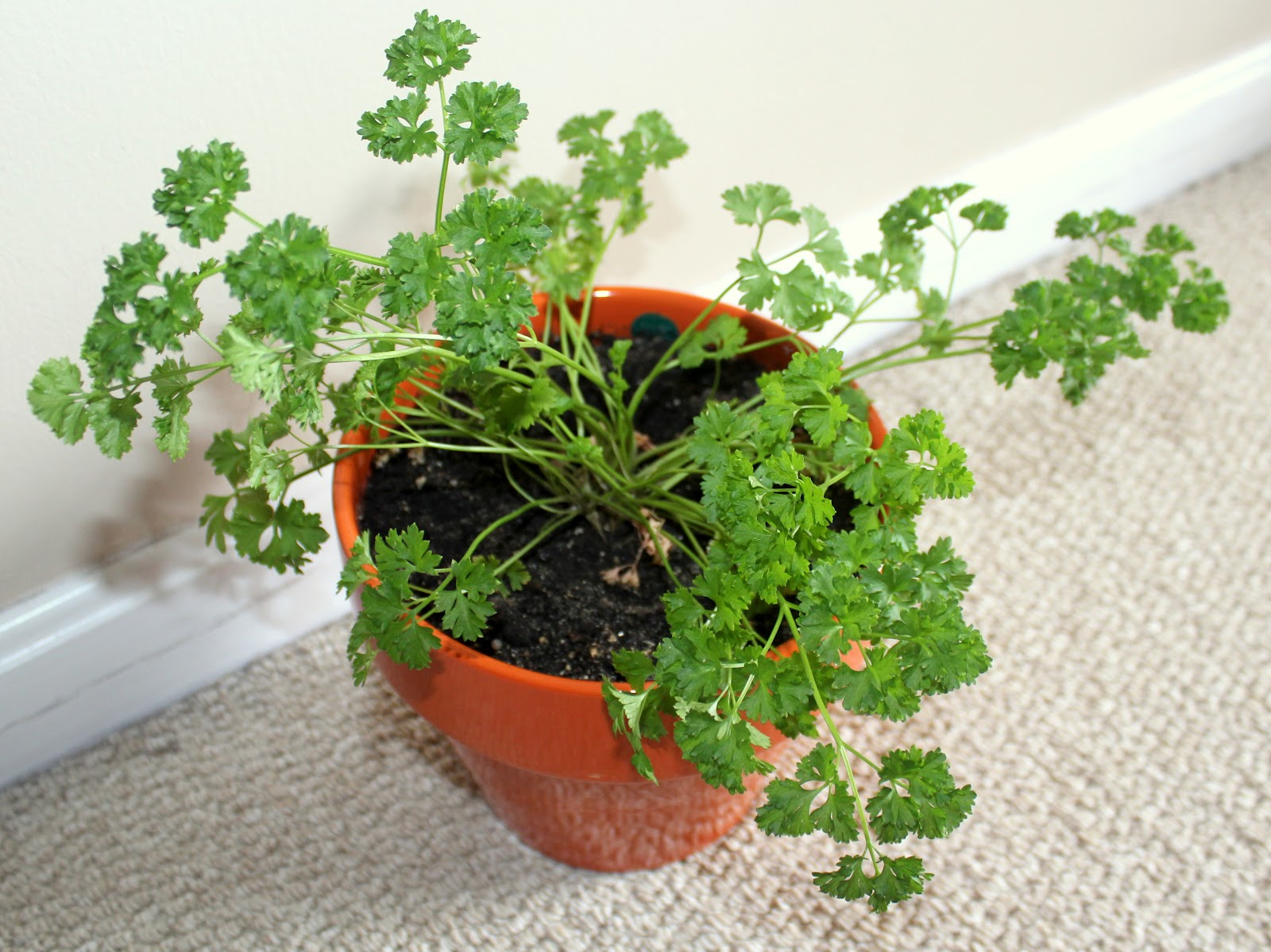 Vorace Parsley In A Pasta Salad