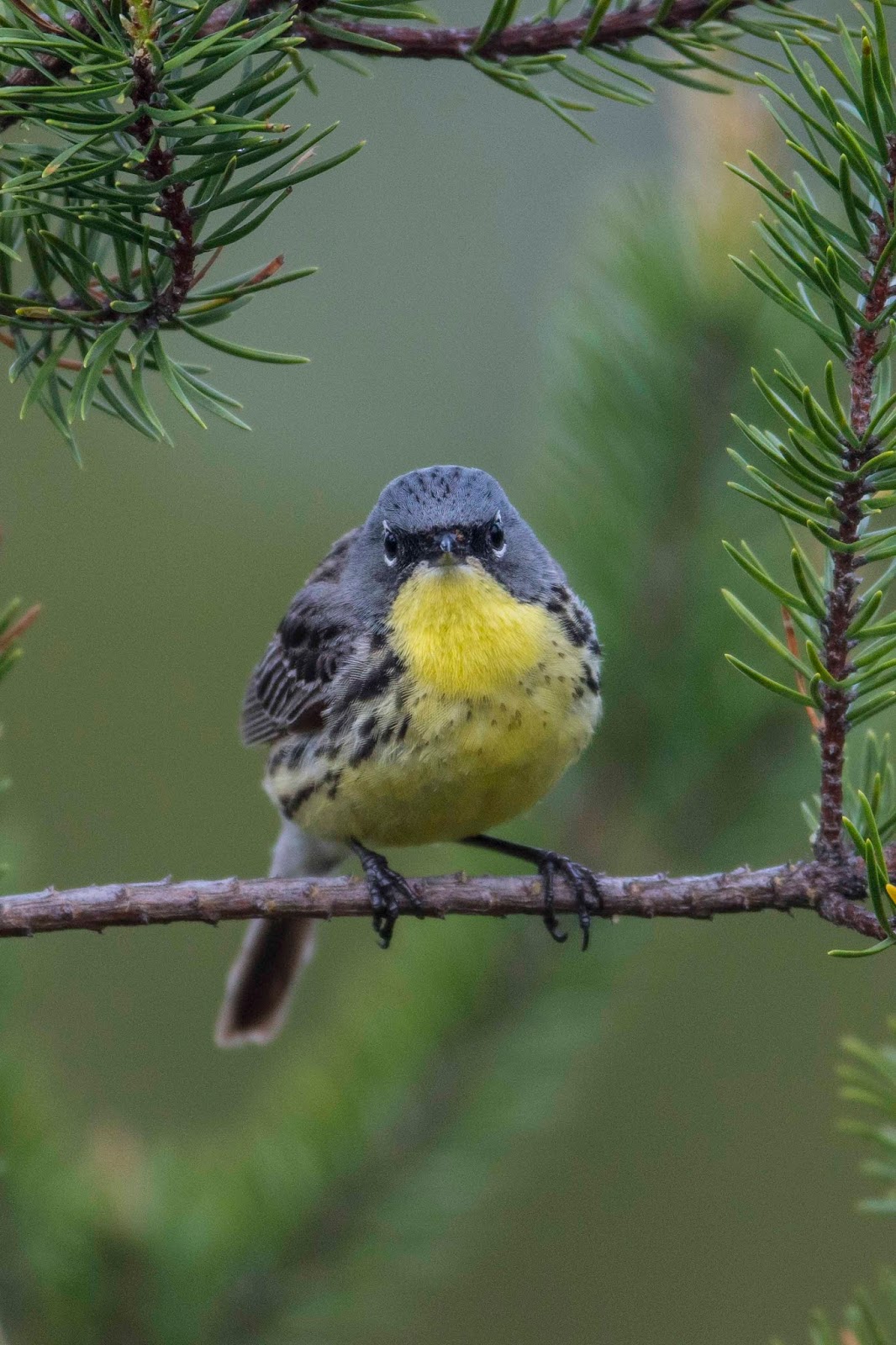 VanOrman Roadtrips: KIRTLAND'S WARBLER - ONE OF MICHIGAN'S RAREST BIRDS
