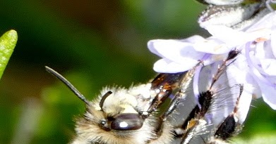 Peter Lovett's ramblings : Solitary bees: Hairy-footed Flower Bee ...