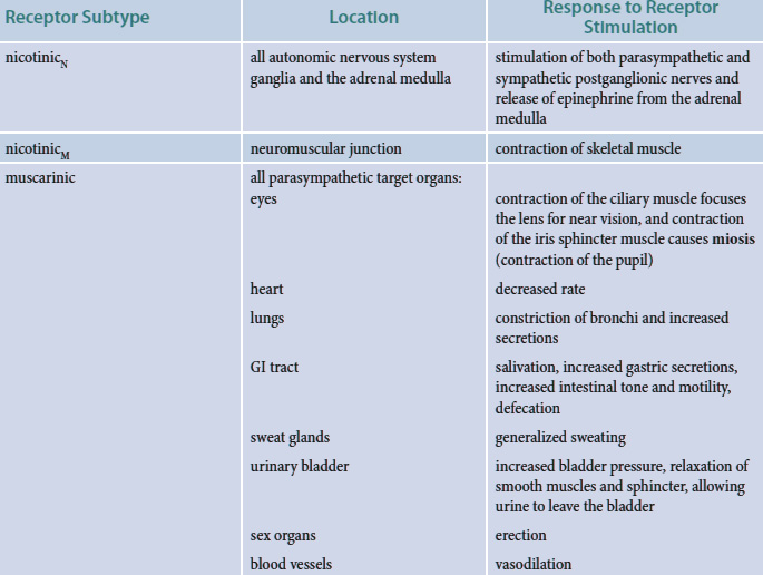 Cholinergic System