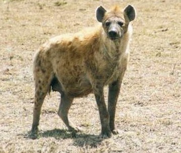 Hyena | Facts About All