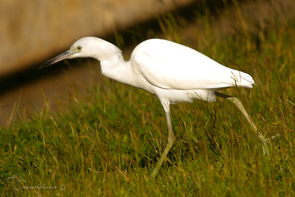 Aves del Nea: Garza Azul - Egretta caerulea (Linnaeus, 1758) Little ...