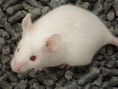 Página de curiosidades y más: junio 2012