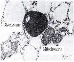 Dira Tiara Prawiro: Glioksisom