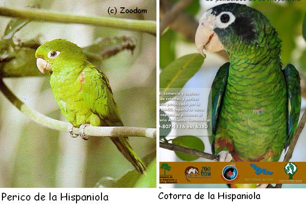 Ningún lugar está lejos... en RD: Diferencias entre un perico y una cotorra