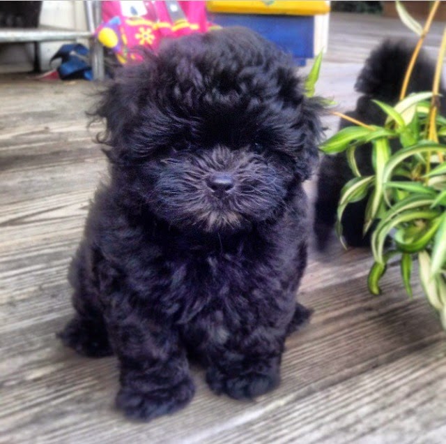 The Original Merle Shih Poo