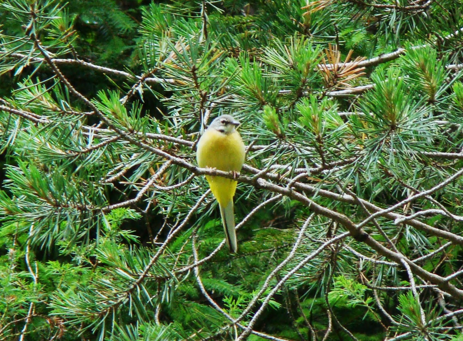 Frumusetile naturii: Codobatura de munte (Motacilla cinerea)
