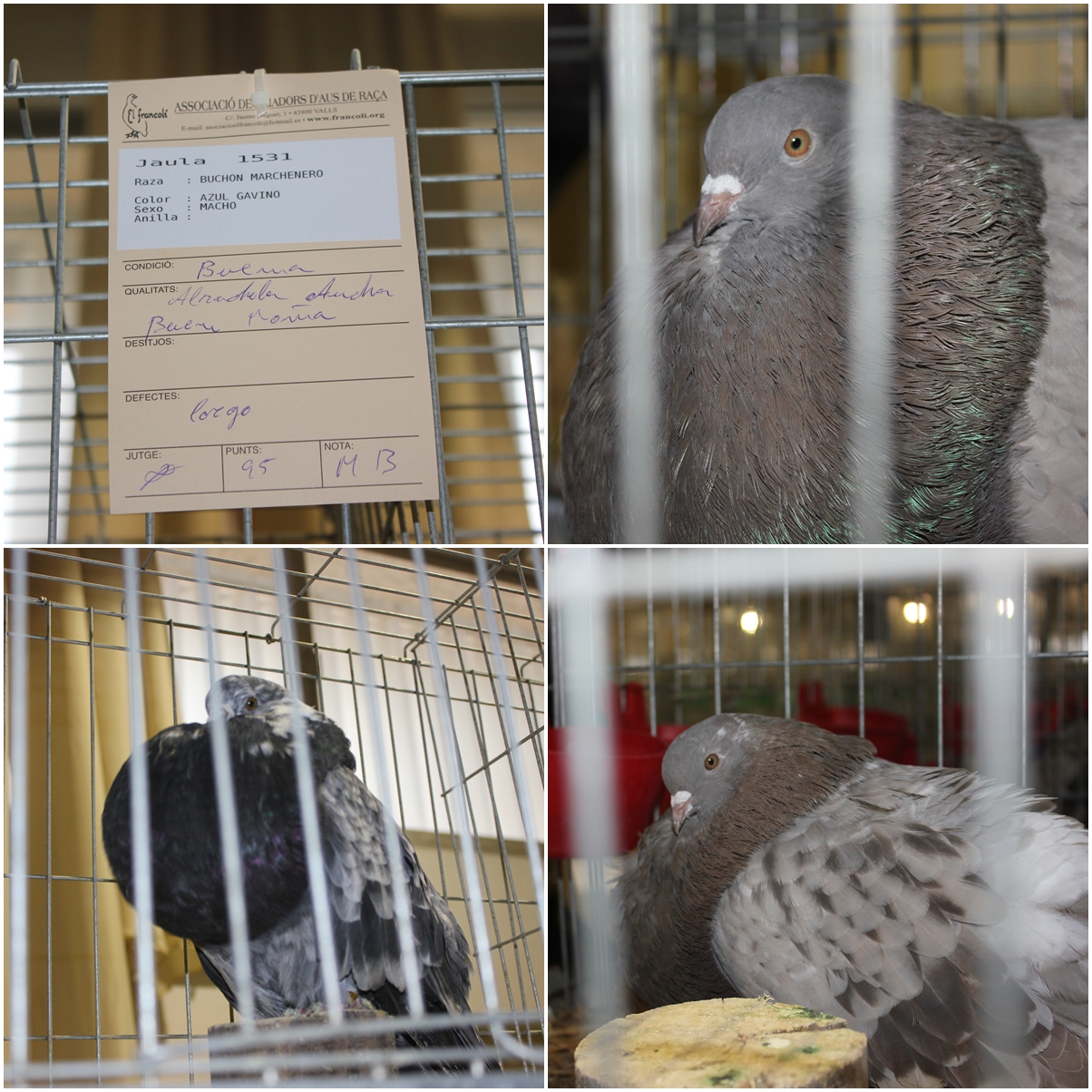 Mis amigas las palomas: Fotos palomas de raza