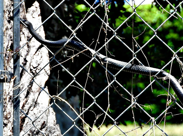 MadSnapper: Snake Take!