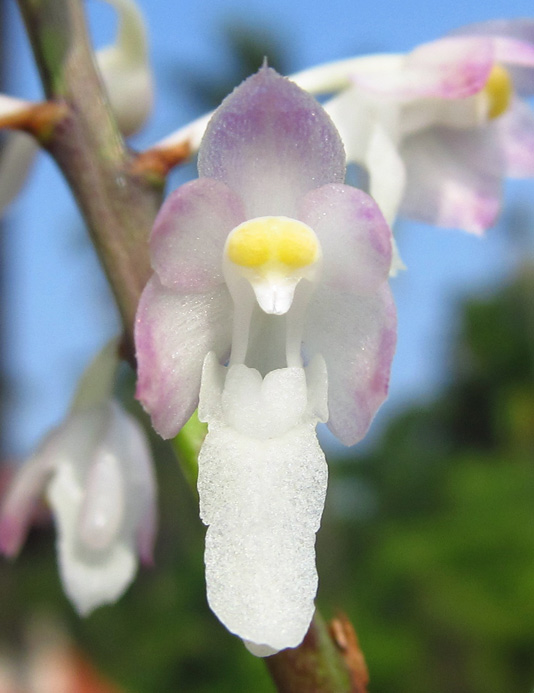 SAHYADRIS: Aerides ringens
