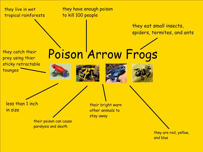 Poison Arrow Frog Diagram