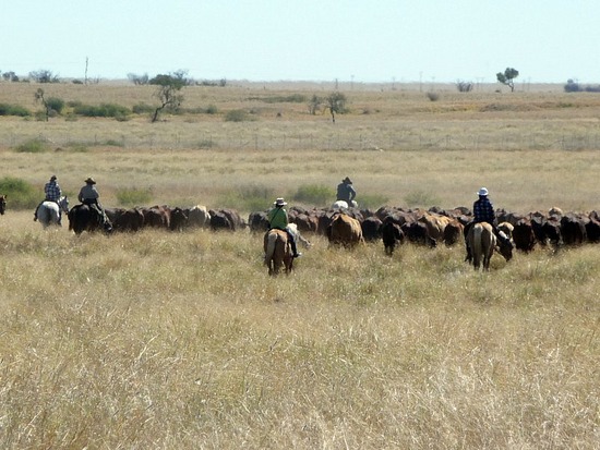 Step by Step: Summary of Drove Roads