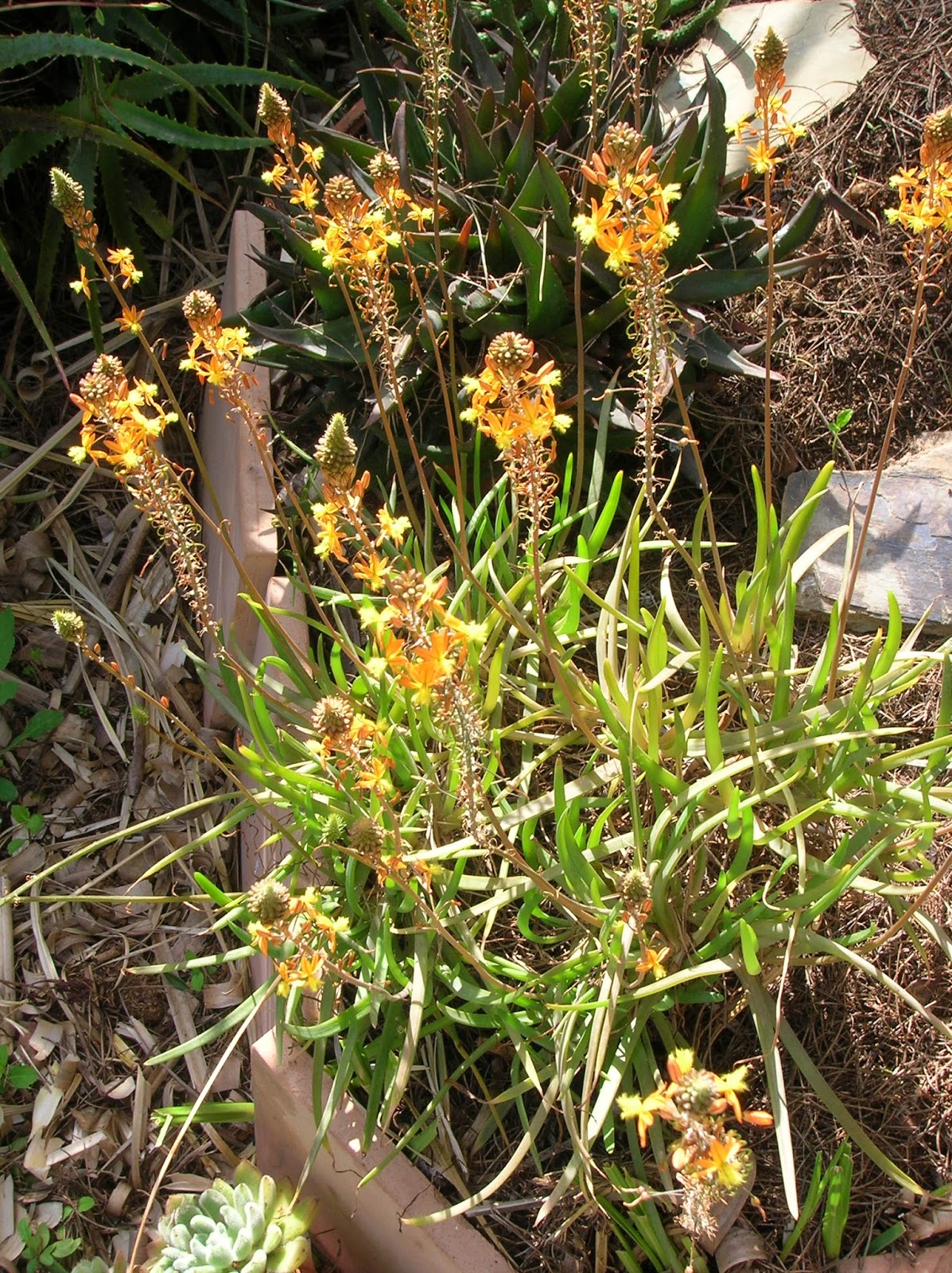 Recregarden: BULBINE FRUTESCENS