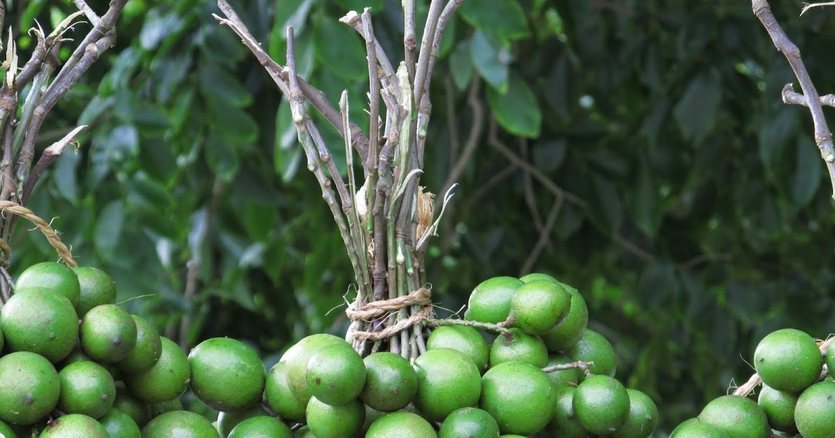 Cocina y Recetas de Venezuela en La Casita de Maribri: EL MAMON Y SUS ...