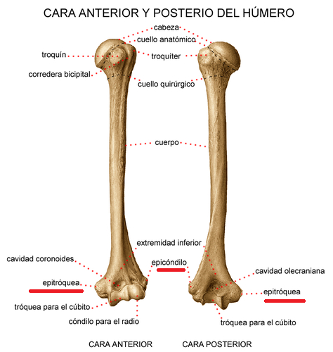 Curar tendinitis: EPICONDILITIS o EPITROCLEITIS.