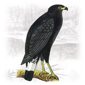 GAVIÃO - PRINCIPAIS ESPÉCIES DE GAVIÕES ENCONTRADOS NO BRASIL