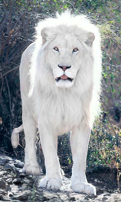 Beautiful white Lions